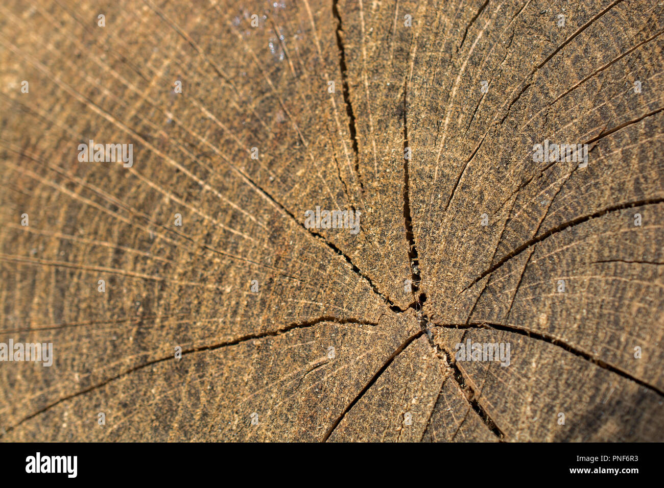 Cut tree stump surface as a background texture Stock Photo - Alamy