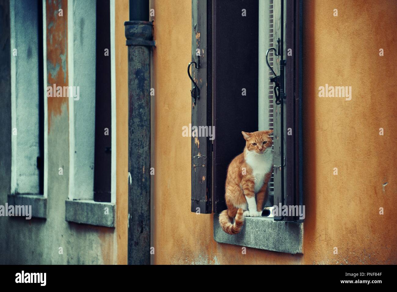 Cat on window in Venice, Italy Stock Photo - Alamy