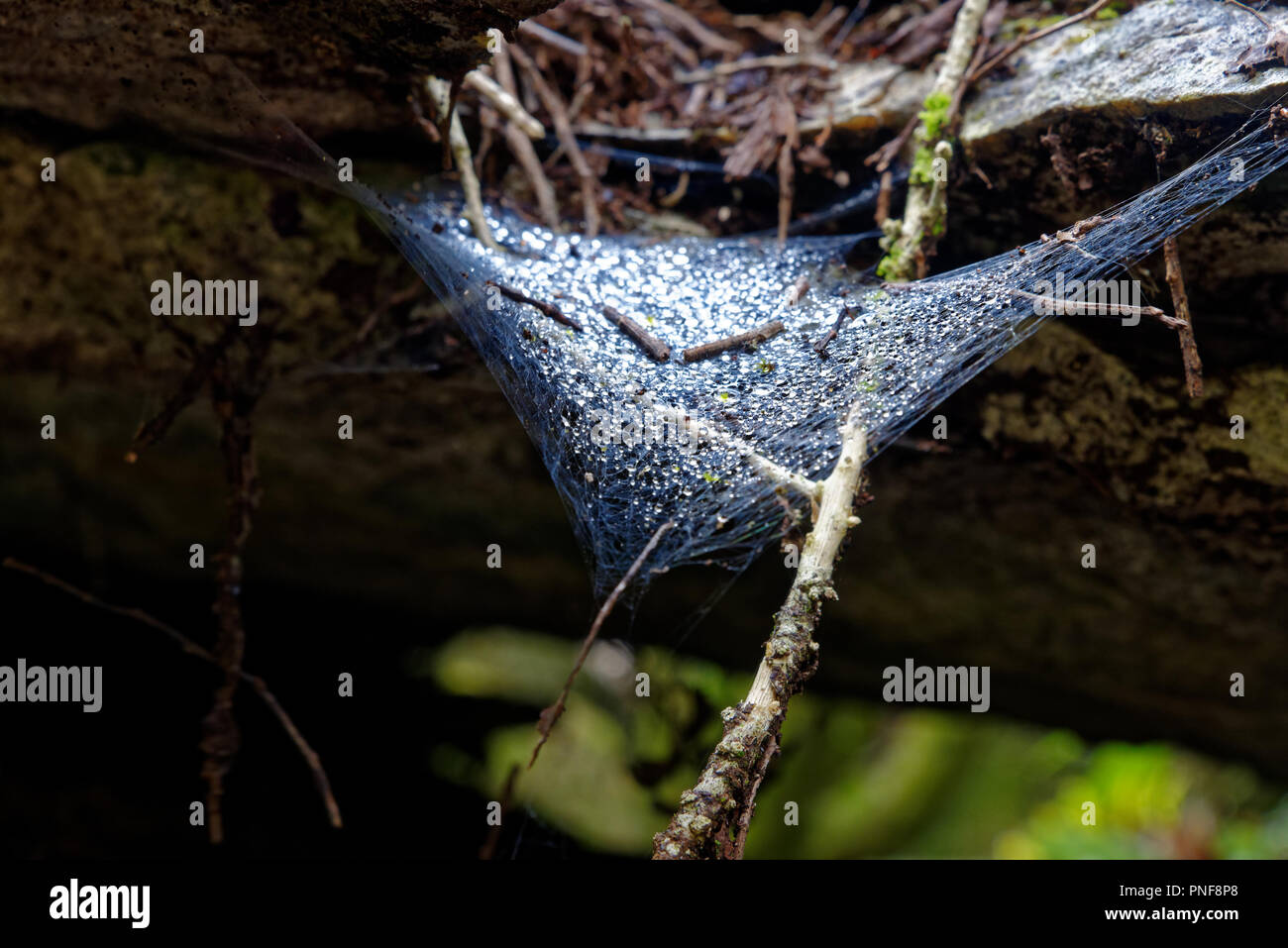 Light sheet trap hi-res stock photography and images - Alamy