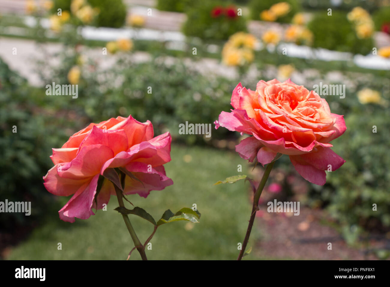 Two blooming beautiful colorful roses in the garden background Stock ...