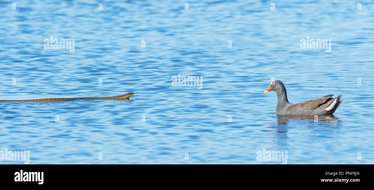 A venomous Tiger Snake and a Dusky Moorhen face each other at Herdsman ...