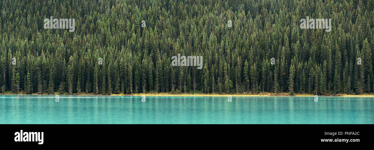 Forest panorama at lake waterfront in Banff National Park, Canada Stock ...