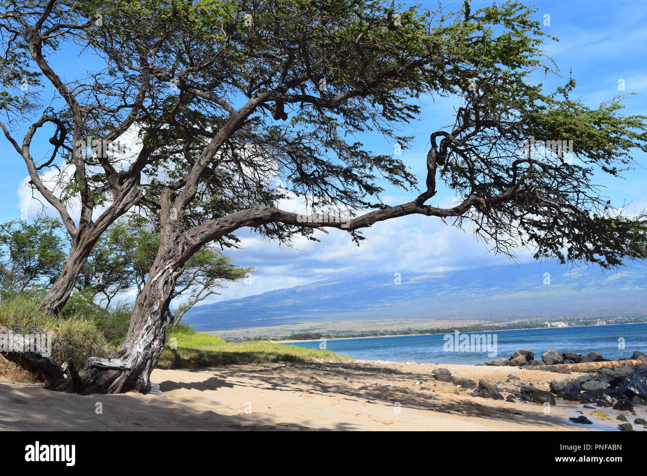 Maui Alcove Beach Trees Stock Photo - Alamy