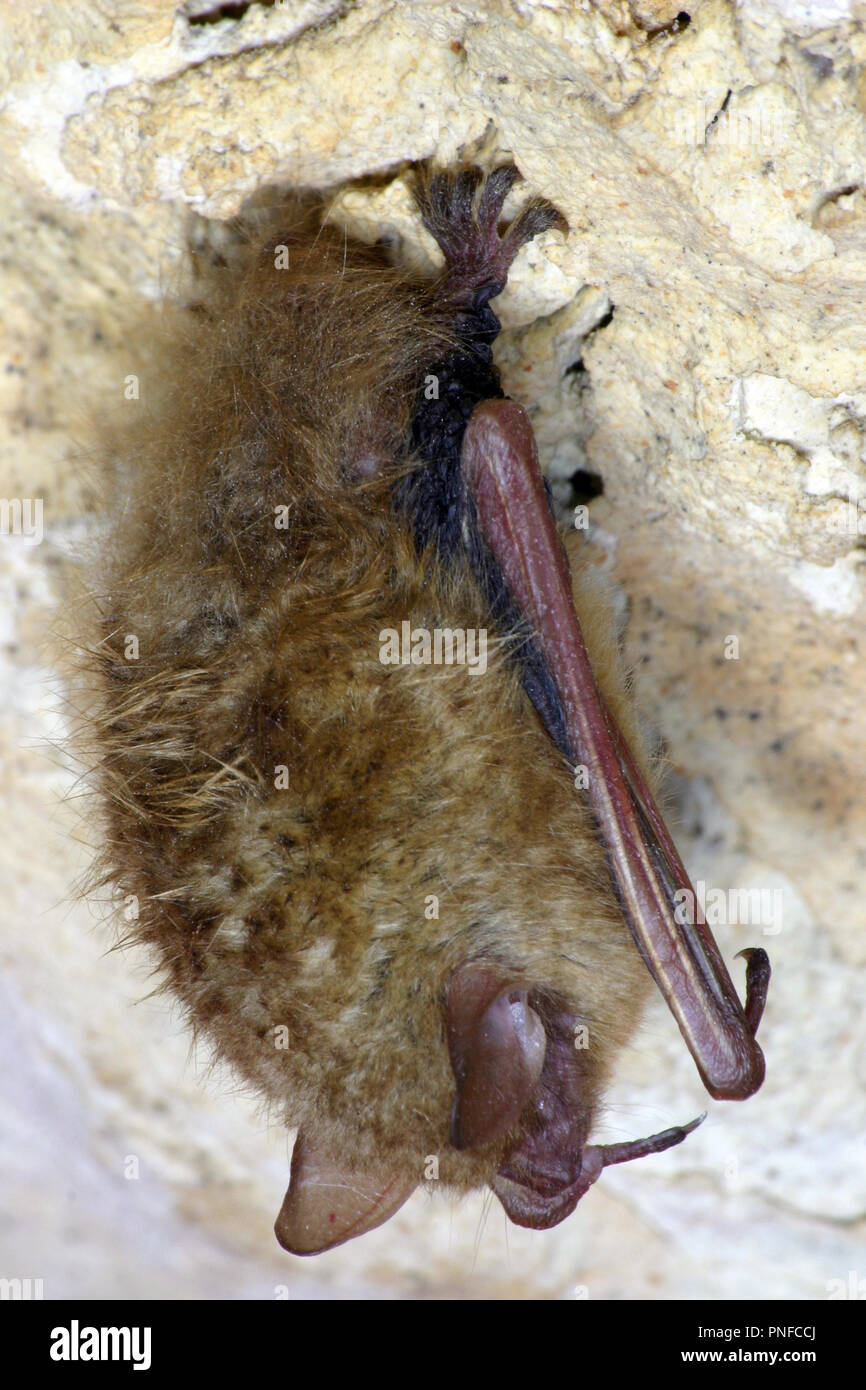 InnerSpace Cavern Bat Stock Photo - Alamy