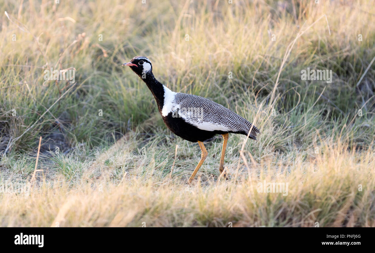 Korhan hi-res stock photography and images - Alamy