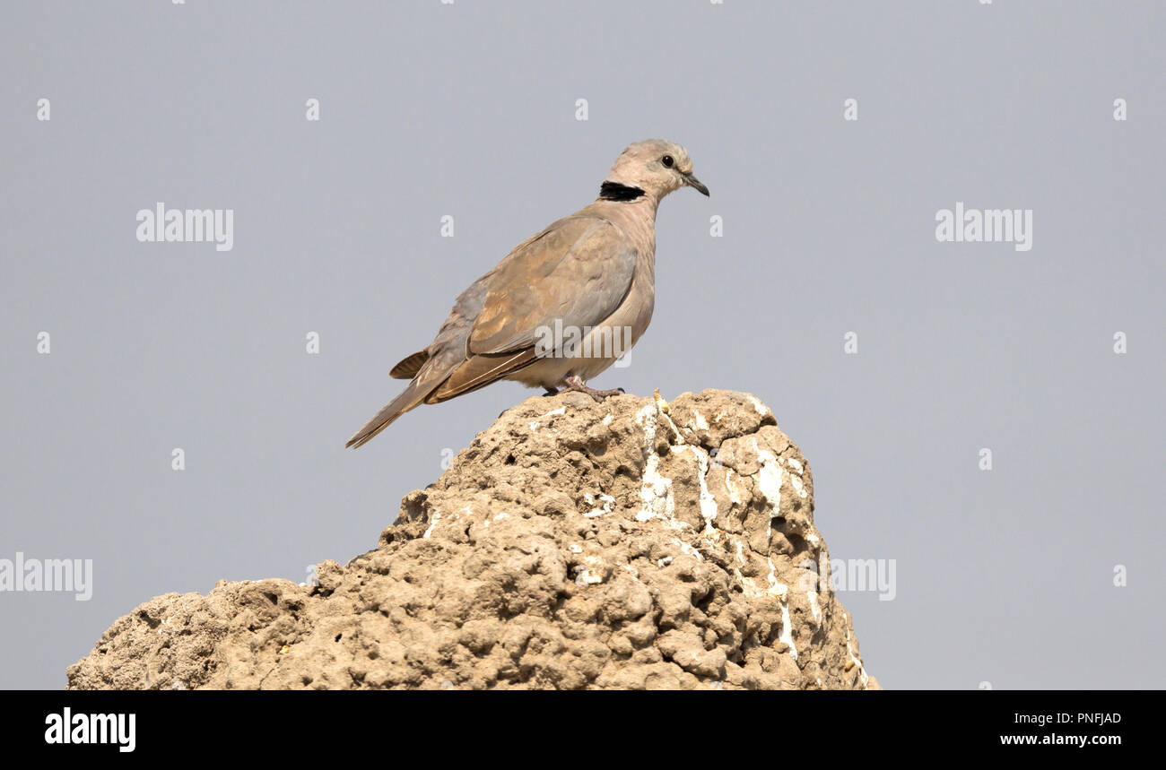 African mourning dove hi-res stock photography and images - Alamy