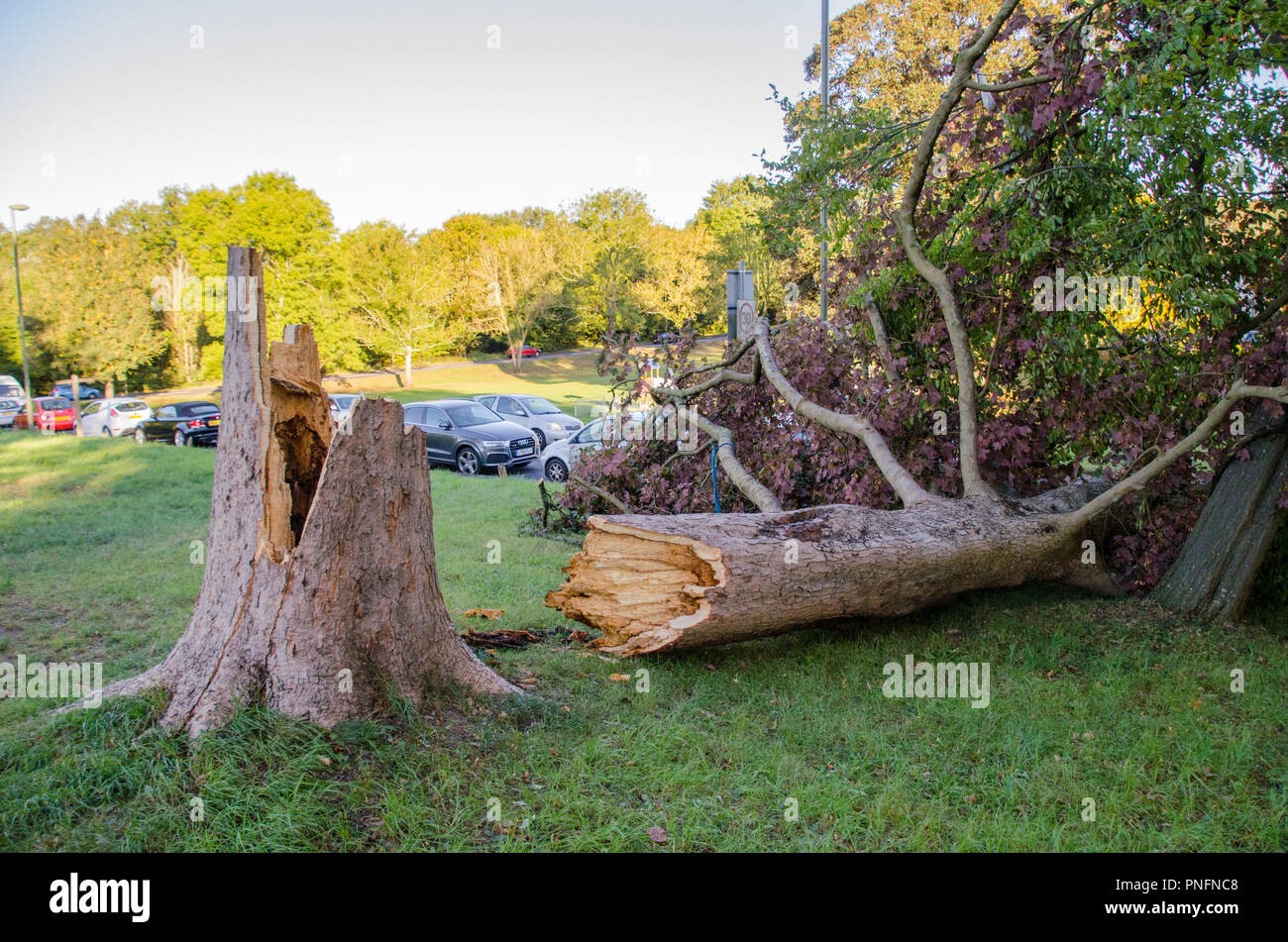 Snapped tree in storm hi-res stock photography and images - Alamy