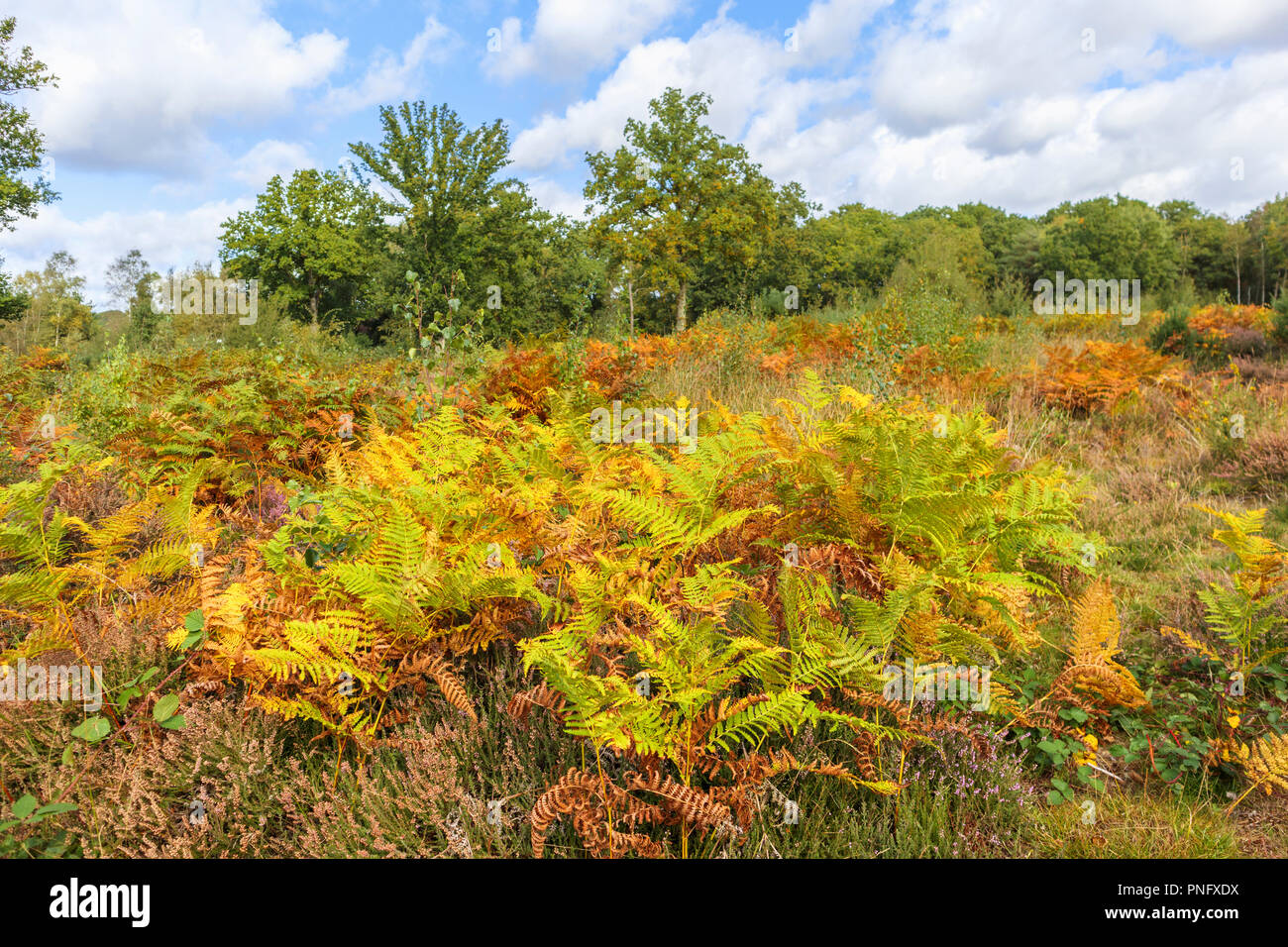 Smarts Heath Common High Resolution Stock Photography and Images - Alamy