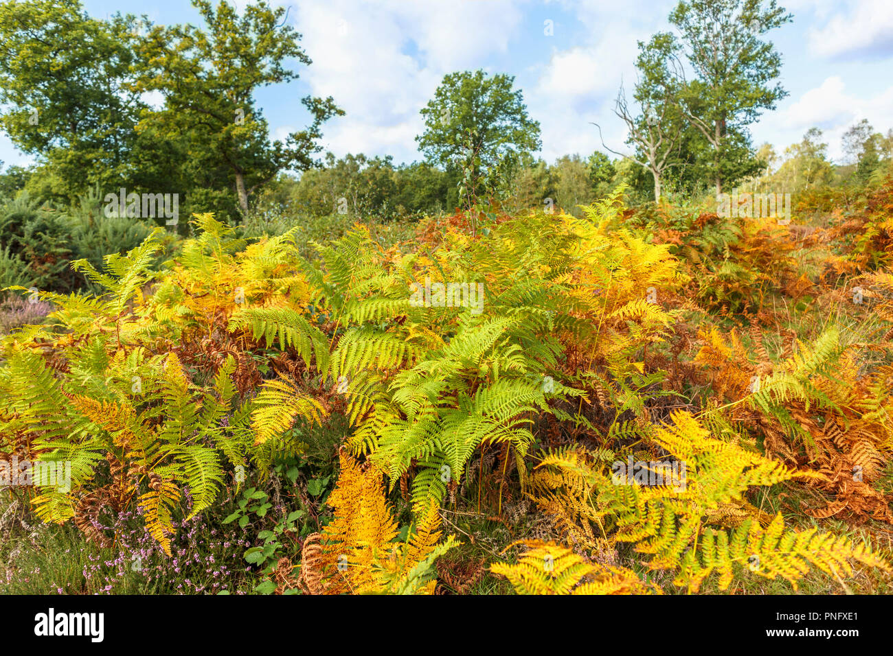 Smarts Heath Common High Resolution Stock Photography and Images - Alamy