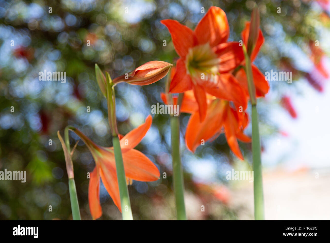 Asuncion, Paraguay. 21st Sep, 2018. A warm sunny day in Asuncion with ...
