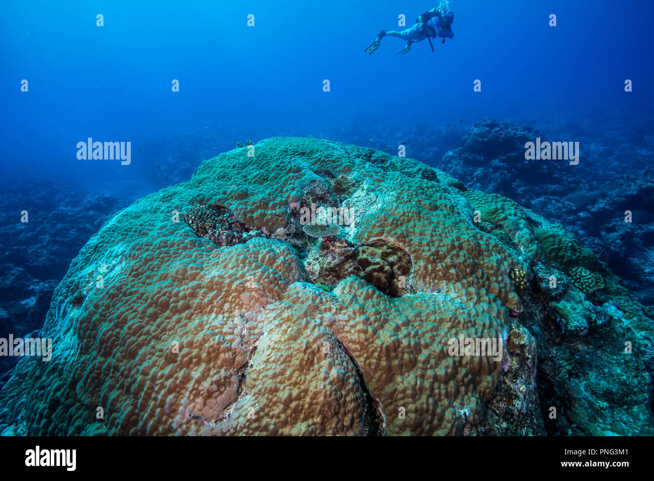 Big coral colony hi-res stock photography and images - Alamy