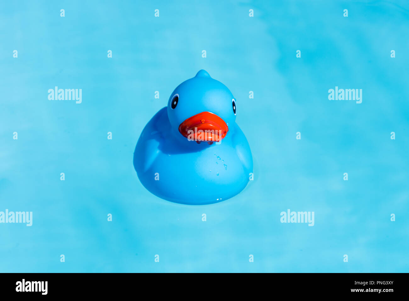 A single blue rubber duck floats in a paddling pool Stock Photo - Alamy
