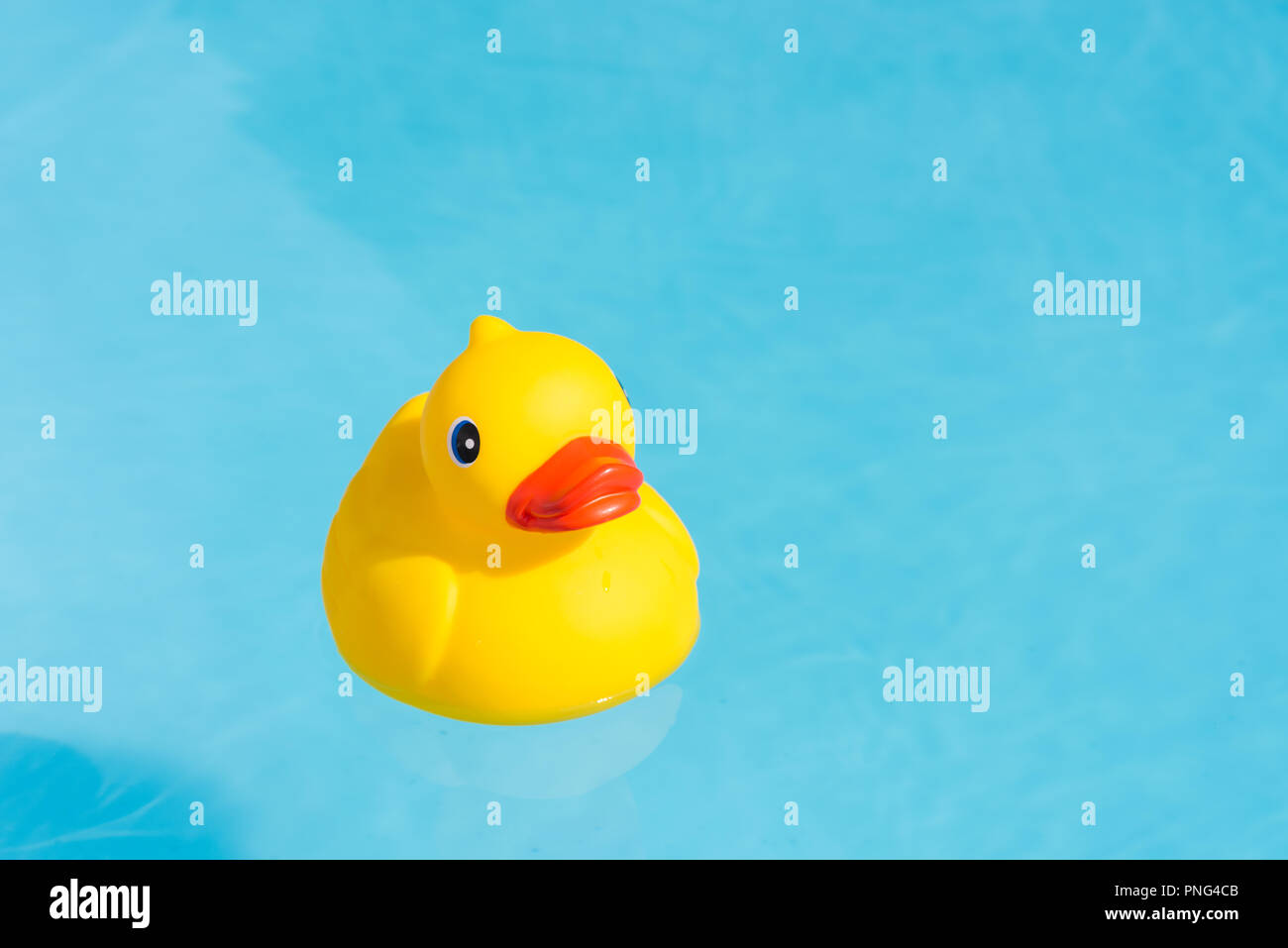 A single yellow rubber duck floats in a paddling pool Stock Photo - Alamy