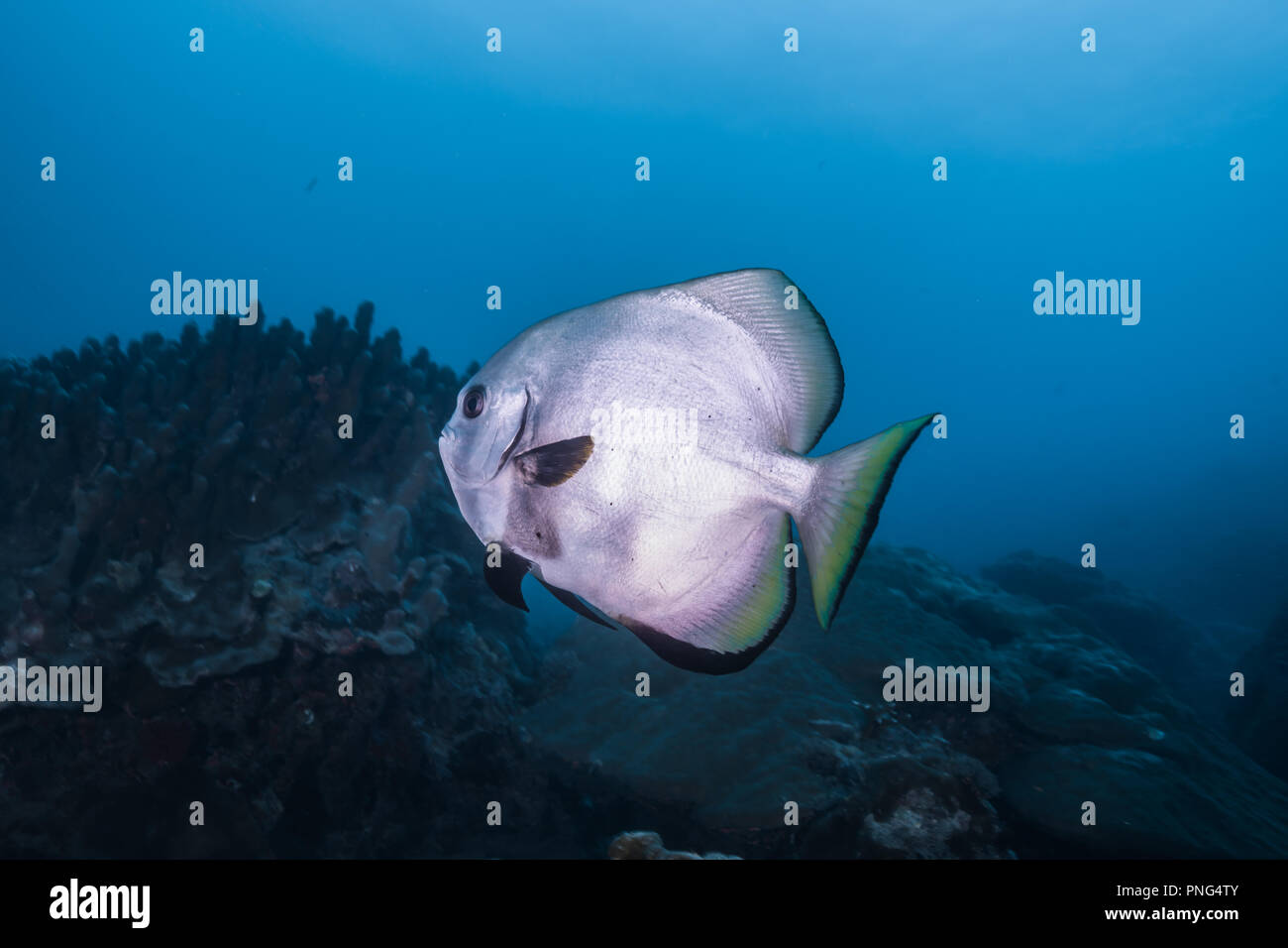 Orbicular batfish platax orbicularis hi-res stock photography and ...