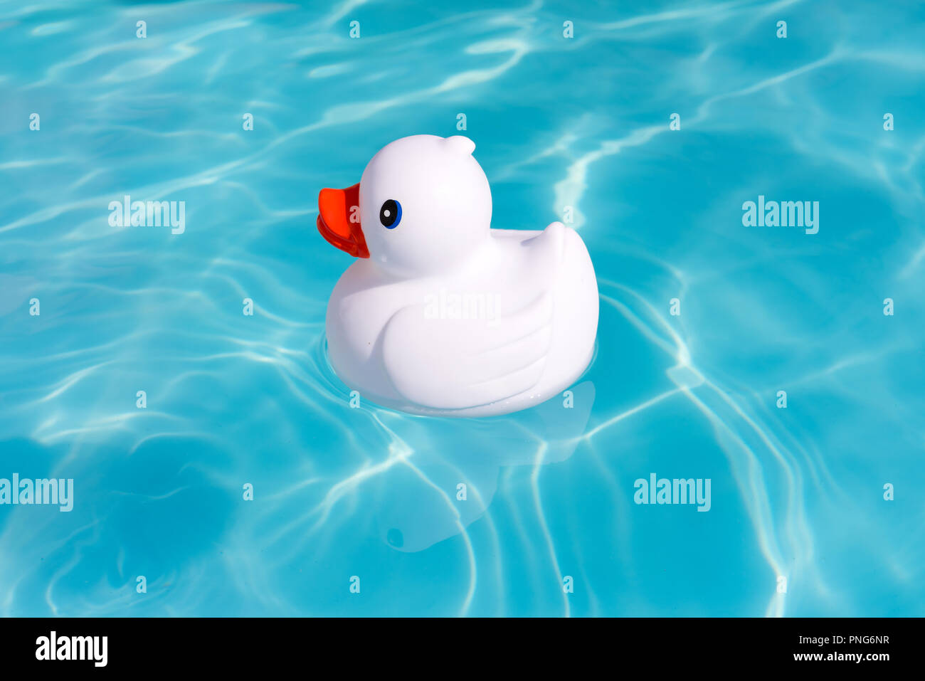 A single white rubber duck alone in the paddling pool Stock Photo - Alamy