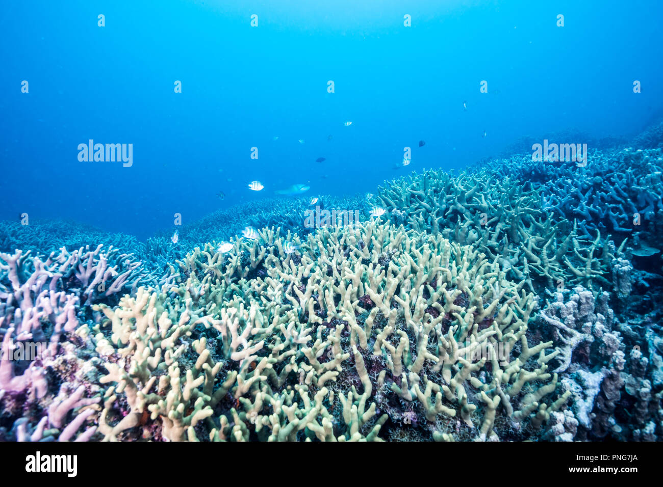 Colonies of corals spreading on the shallow bottom of the ocean. Yap ...