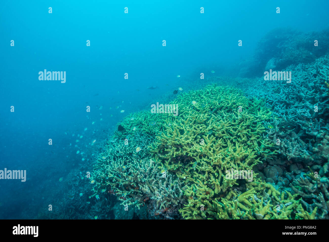 Colonies of corals spreading on the shallow bottom of the ocean. Yap ...