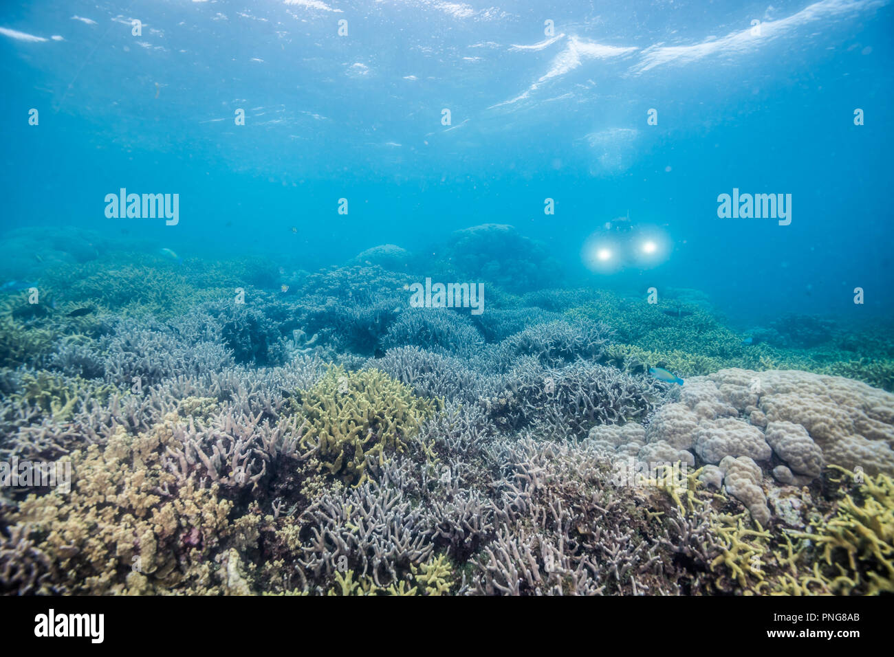 Colonies of corals spreading on the shallow bottom of the ocean. Yap ...