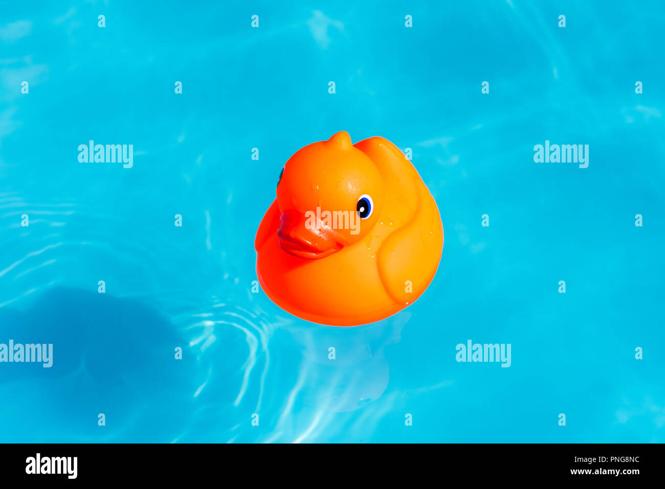 A single orange rubber duck floats in a paddling pool Stock Photo - Alamy