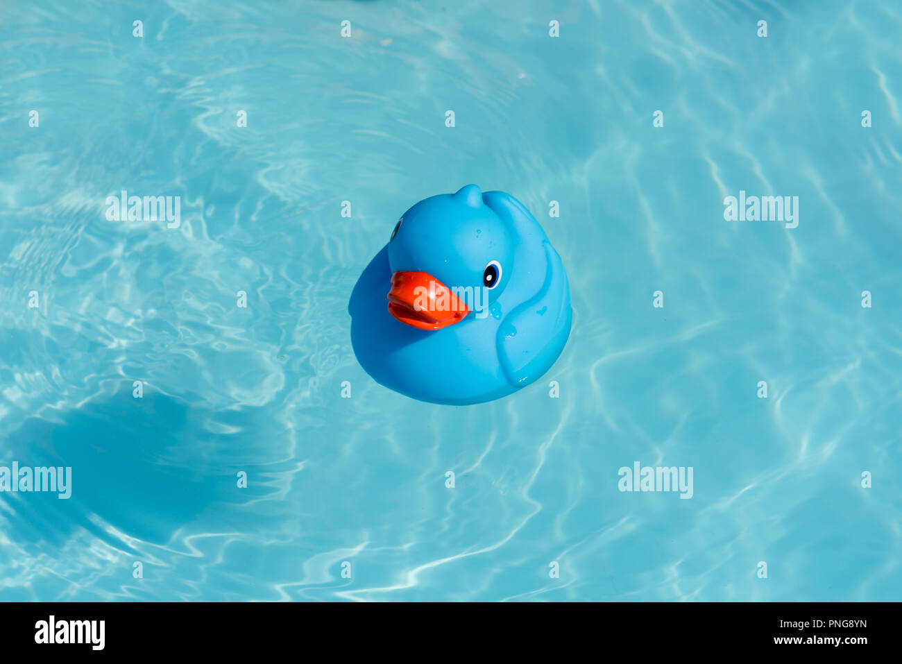 A single blue rubber duck floats in a paddling pool Stock Photo - Alamy