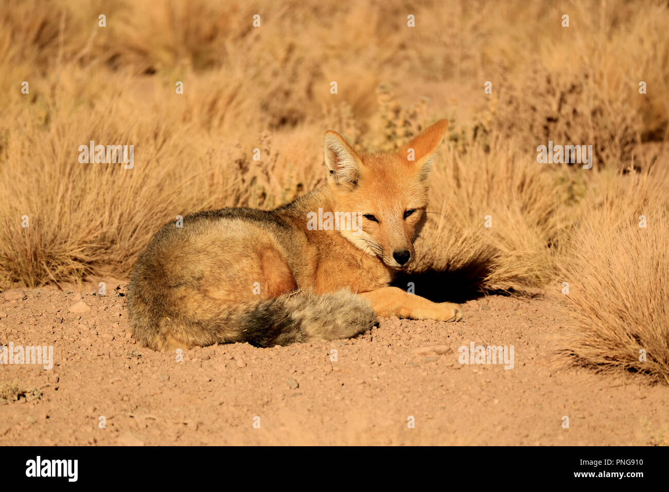 Zorro Culpeo or Andean Fox Relaxing in the Sunlight among Desert Brush ...