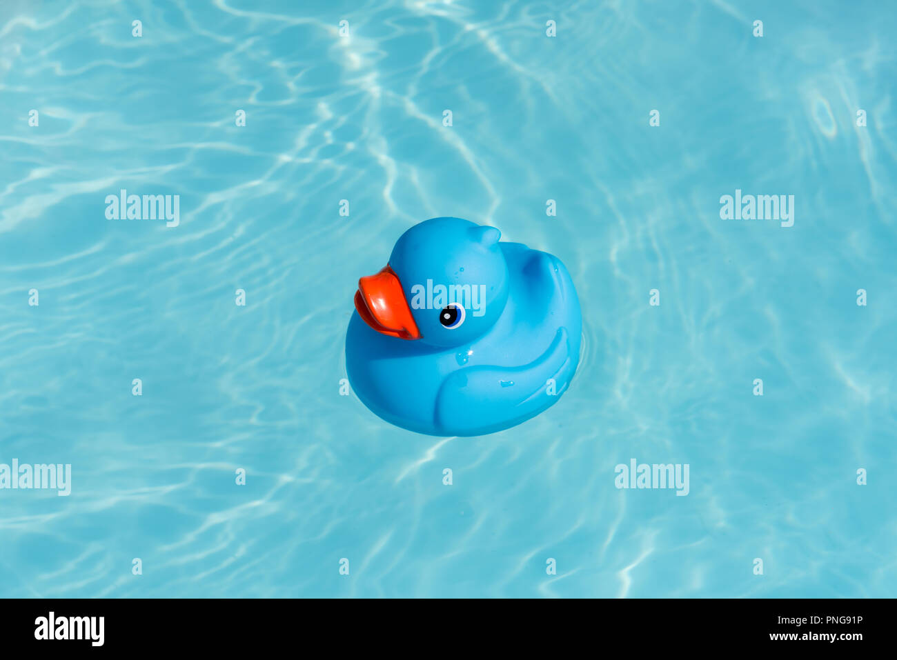 A single blue rubber duck floats in a paddling pool Stock Photo - Alamy