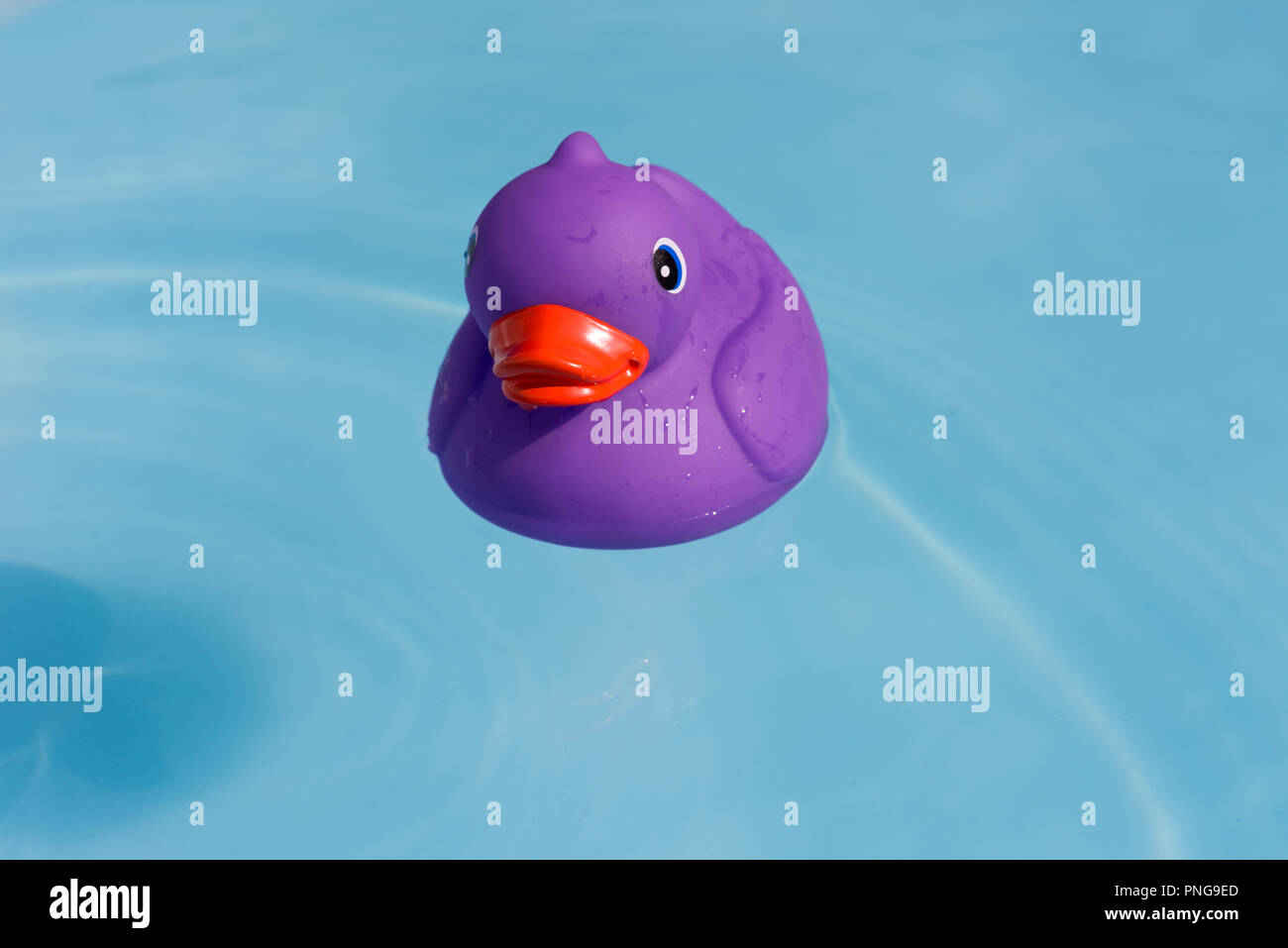 A single purple rubber duck alone in the paddling pool Stock Photo - Alamy