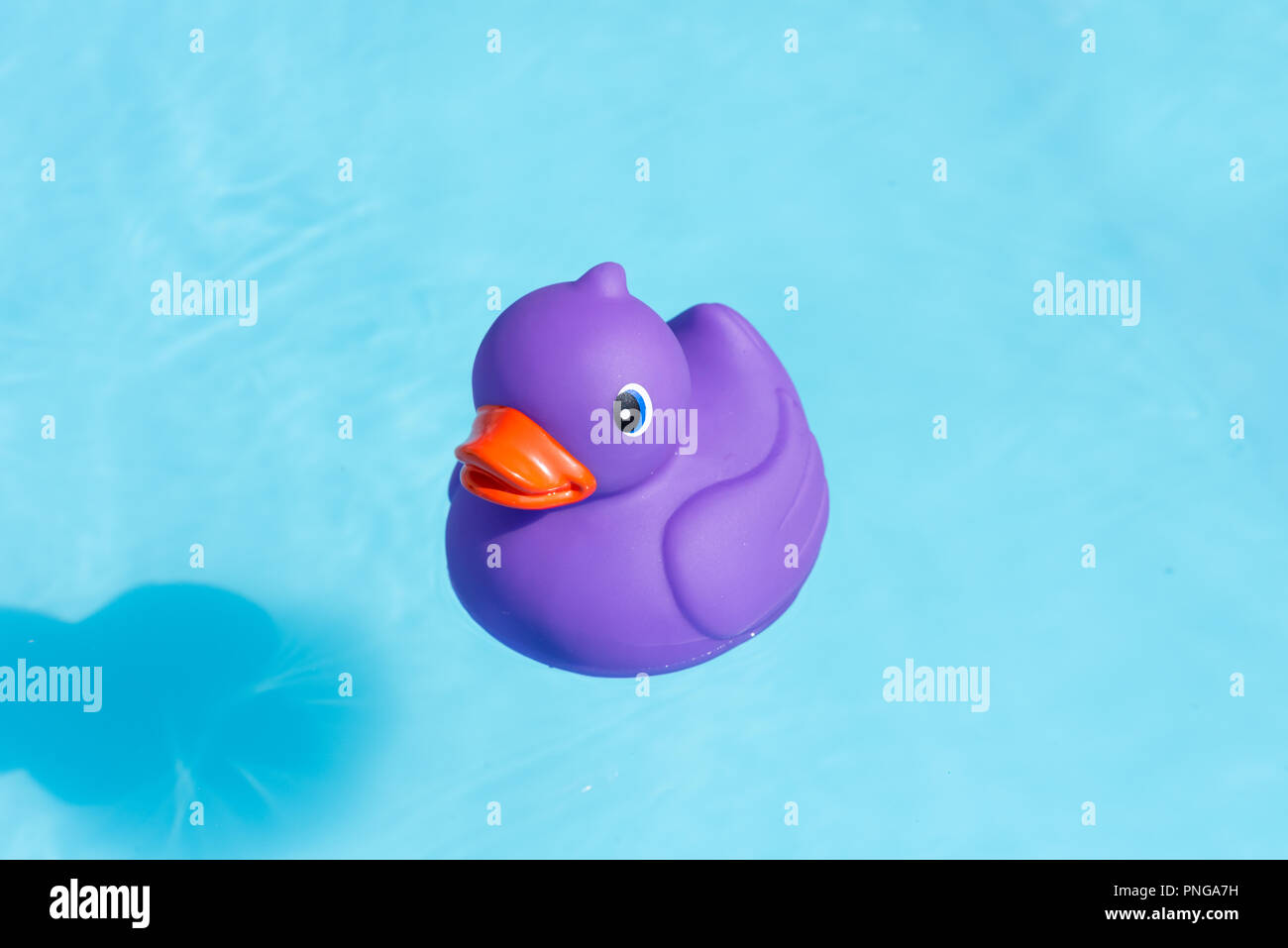 A single purple rubber duck alone in the paddling pool Stock Photo - Alamy