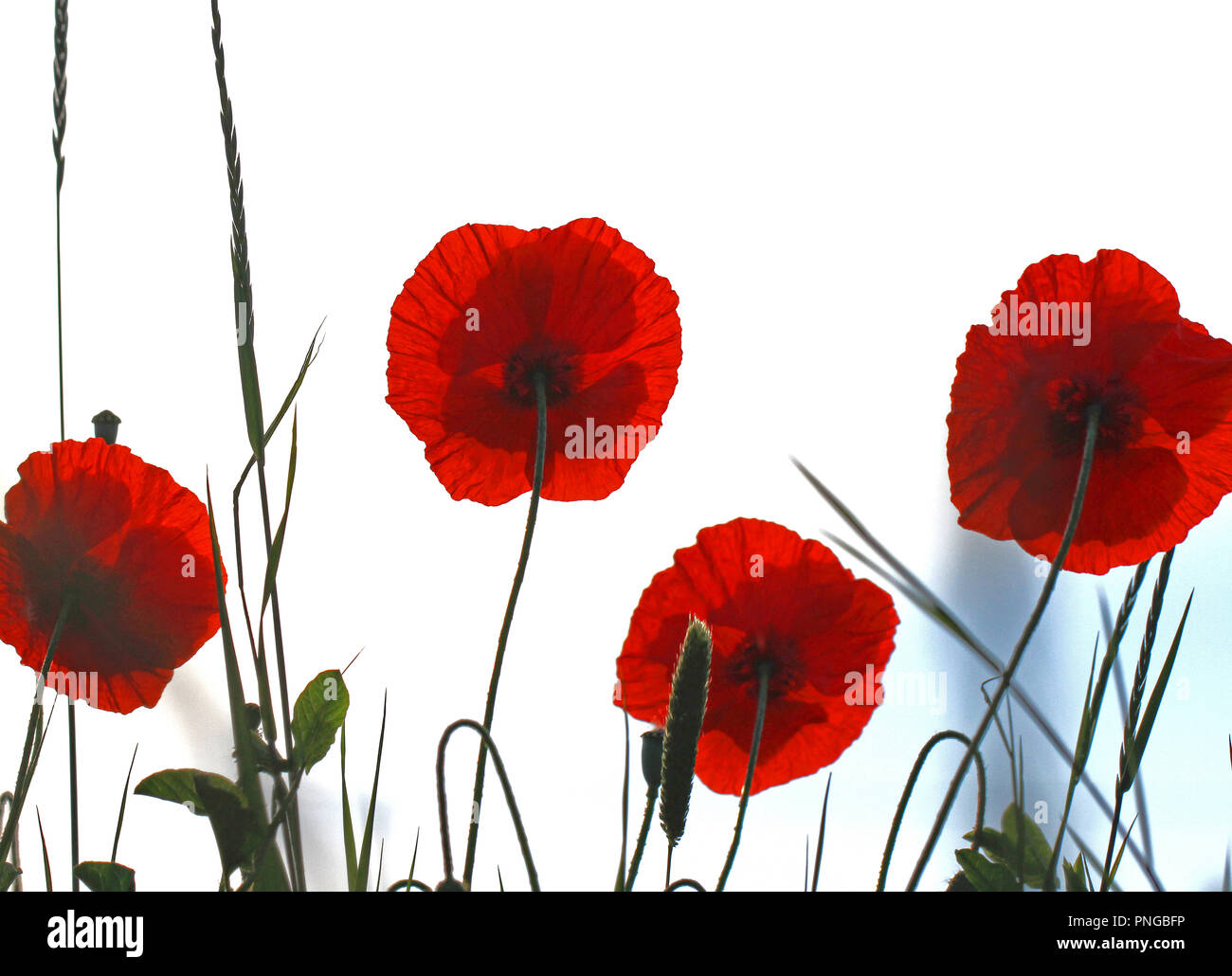Ww2 poppy fields hi-res stock photography and images - Alamy