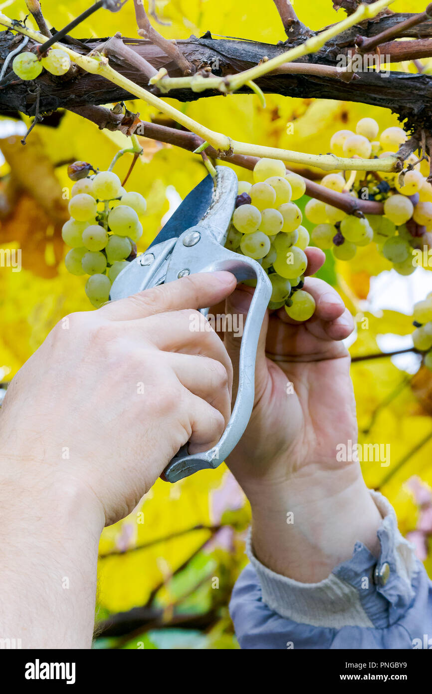 Grapes harvest. Farmer is cutting a ripe white grapes in vineyard Stock ...