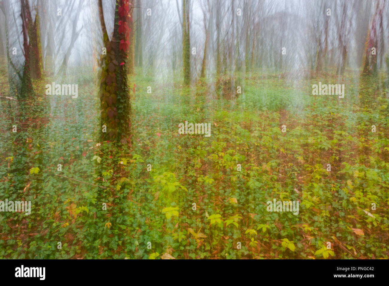 Tree Double Exposure High Resolution Stock Photography and Images - Alamy