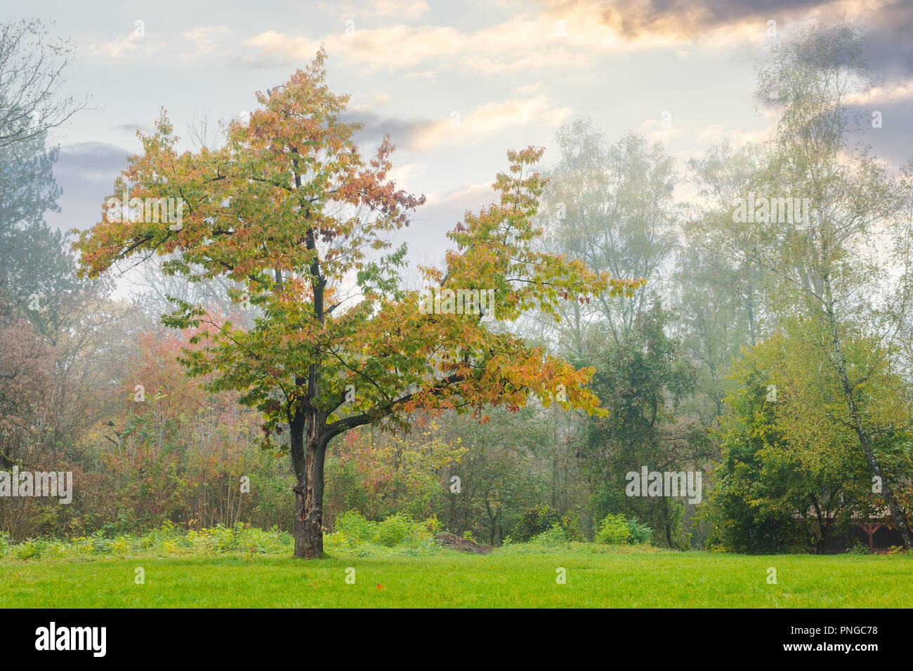 Oak knoll hi-res stock photography and images - Alamy