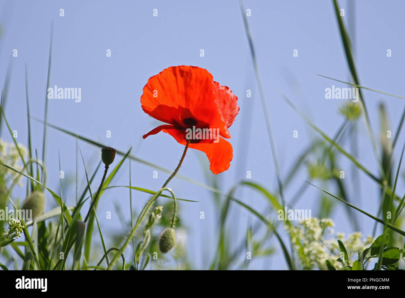 Poppy flower or papaver rhoeas with light behind in Italy remembering ...