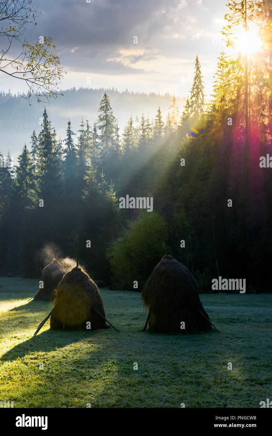 steaming haystack in the forest at sunrise. rare rural background Stock ...