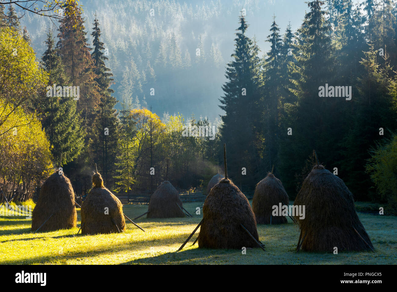 steaming haystack in the forest at sunrise. rare rural background Stock ...