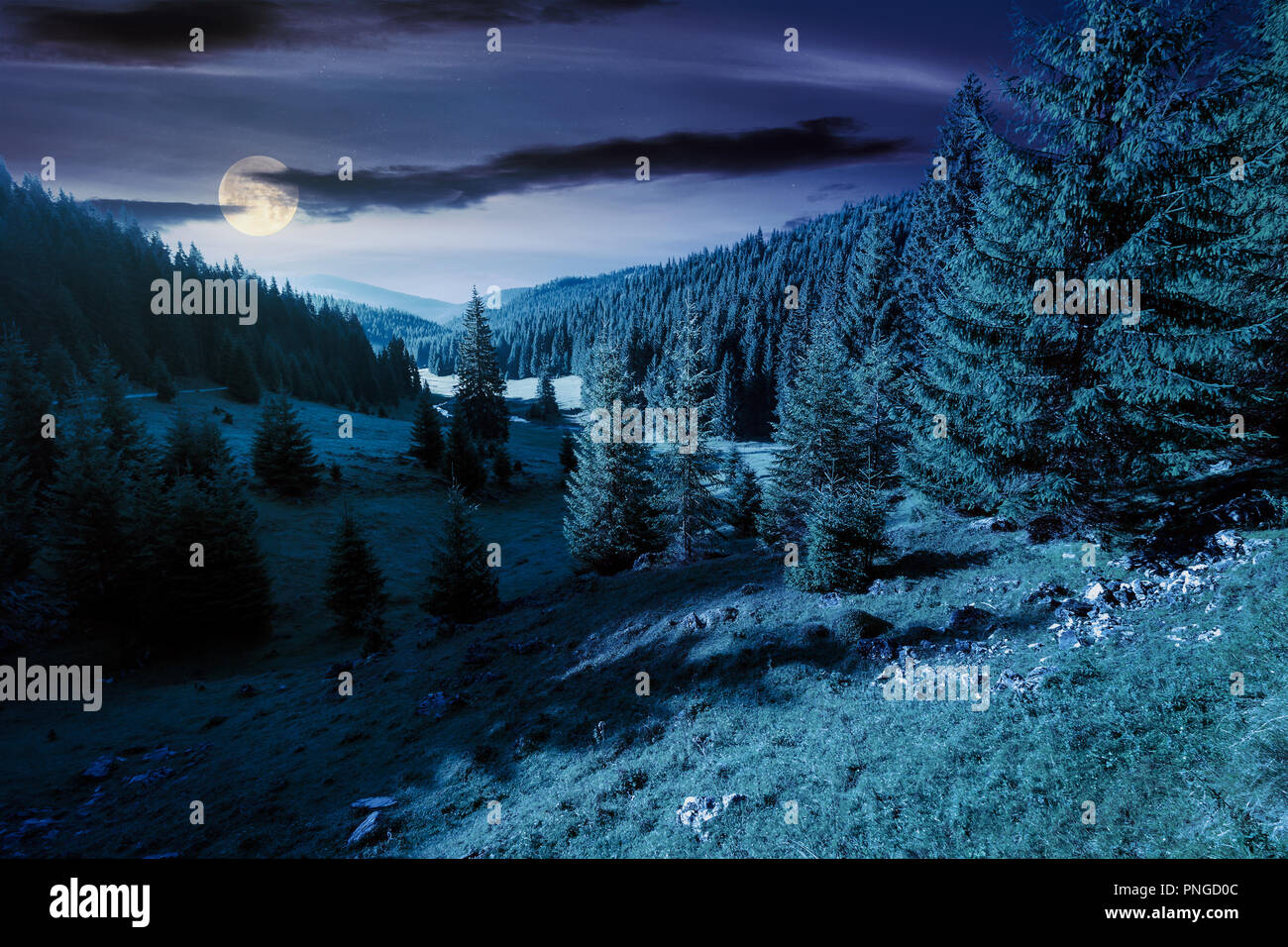 lovely valley with spruce forest at night in full moon light. wonderful ...