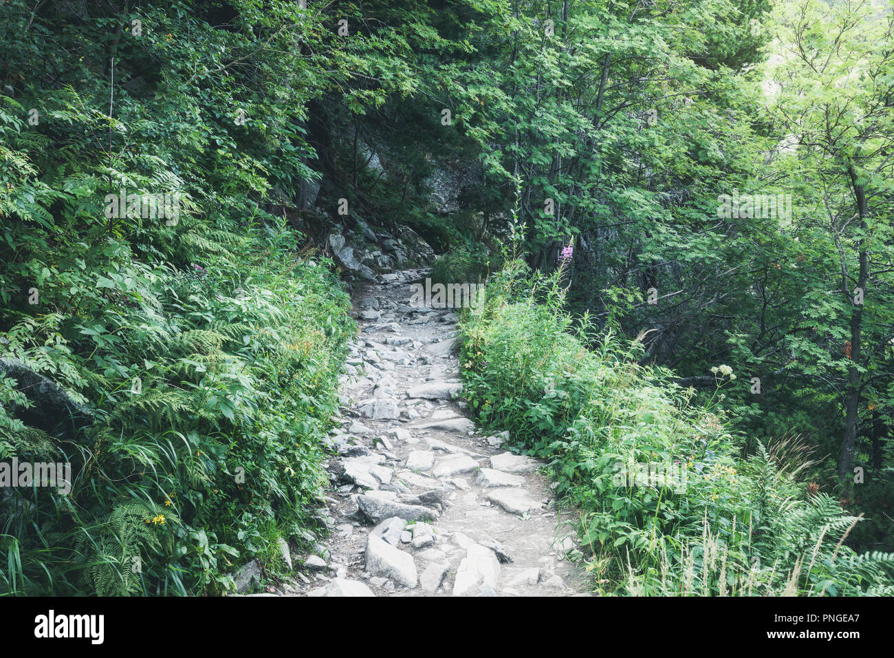 Rocky path in green forest. Appalachian Hiking Trail, North Carolina ...