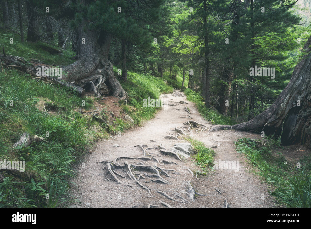 Rocky path in green forest. Appalachian Hiking Trail, North Carolina ...