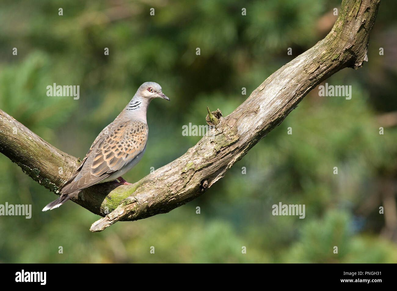 European Turtle Dove (Streptopelia tutur) Tourterelle des bois Stock Photo - Alamy