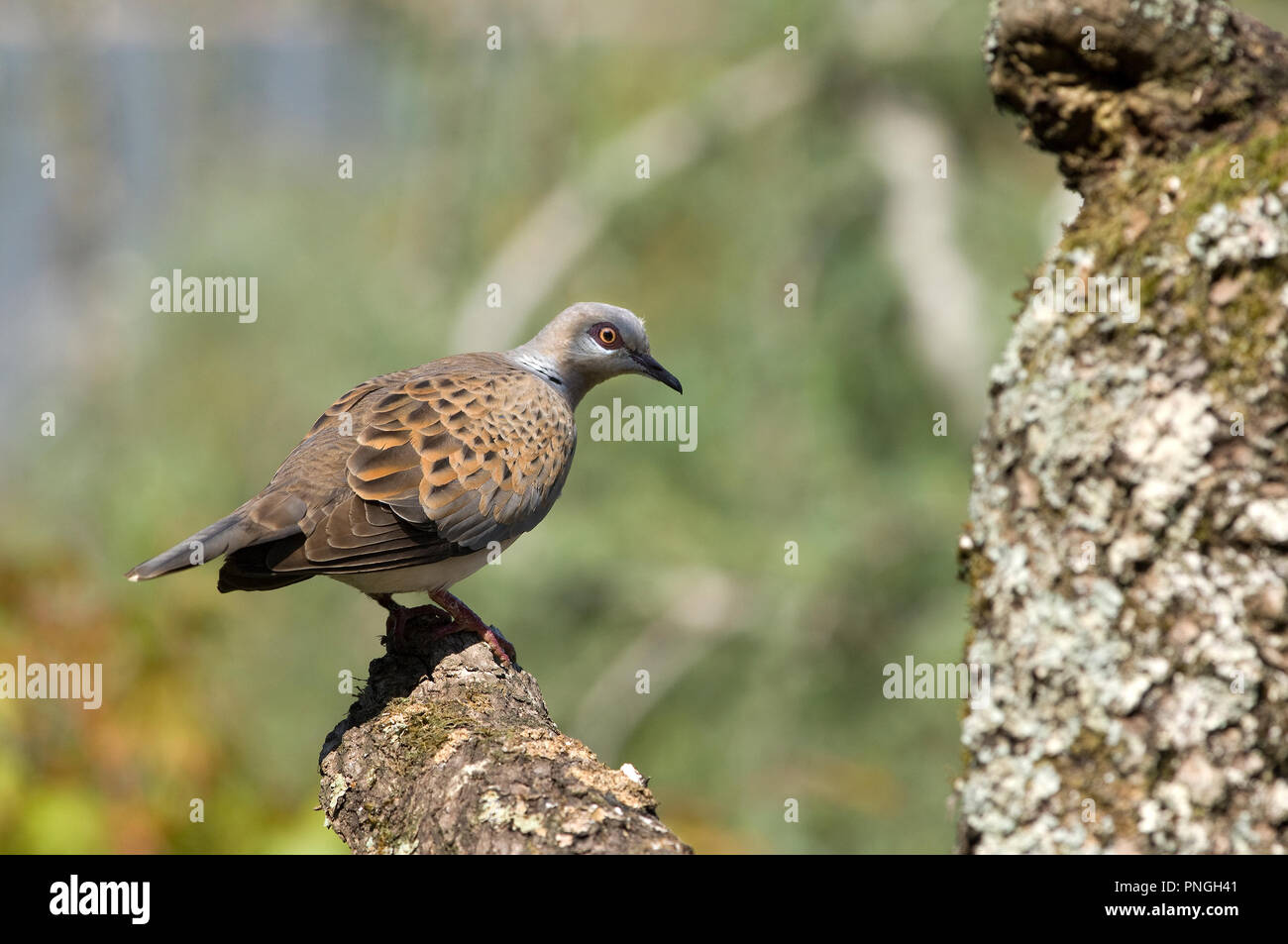 Tourterelle hi-res stock photography and images - Alamy