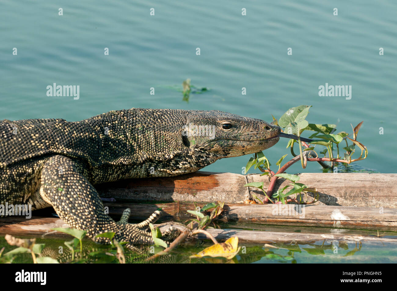 Monitor lizard thailand hi-res stock photography and images - Alamy