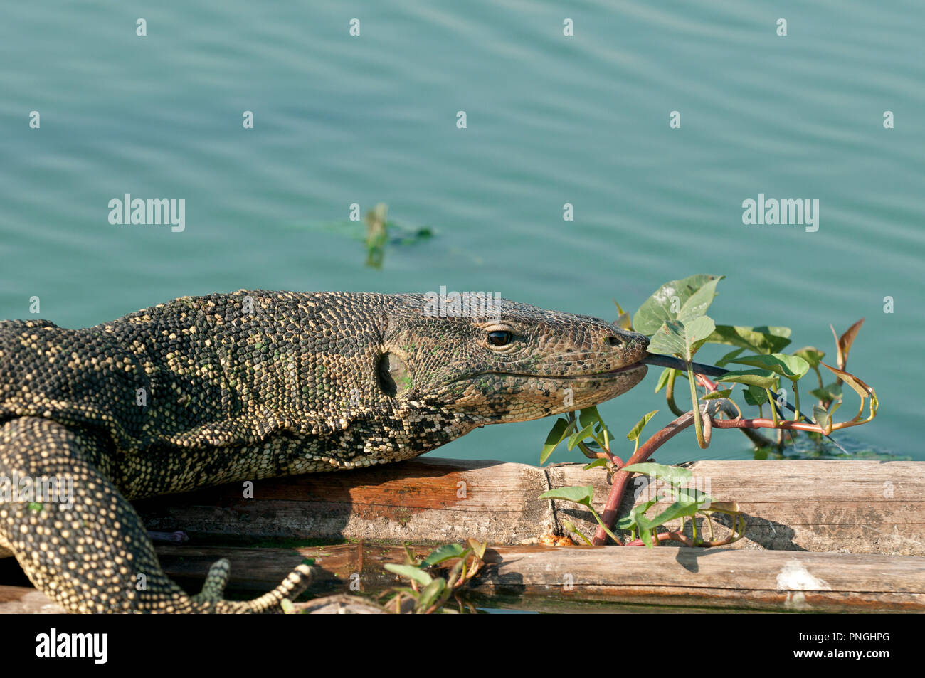 Water monitor lizard (Varanus salvator) Thailand Varan malais Stock ...