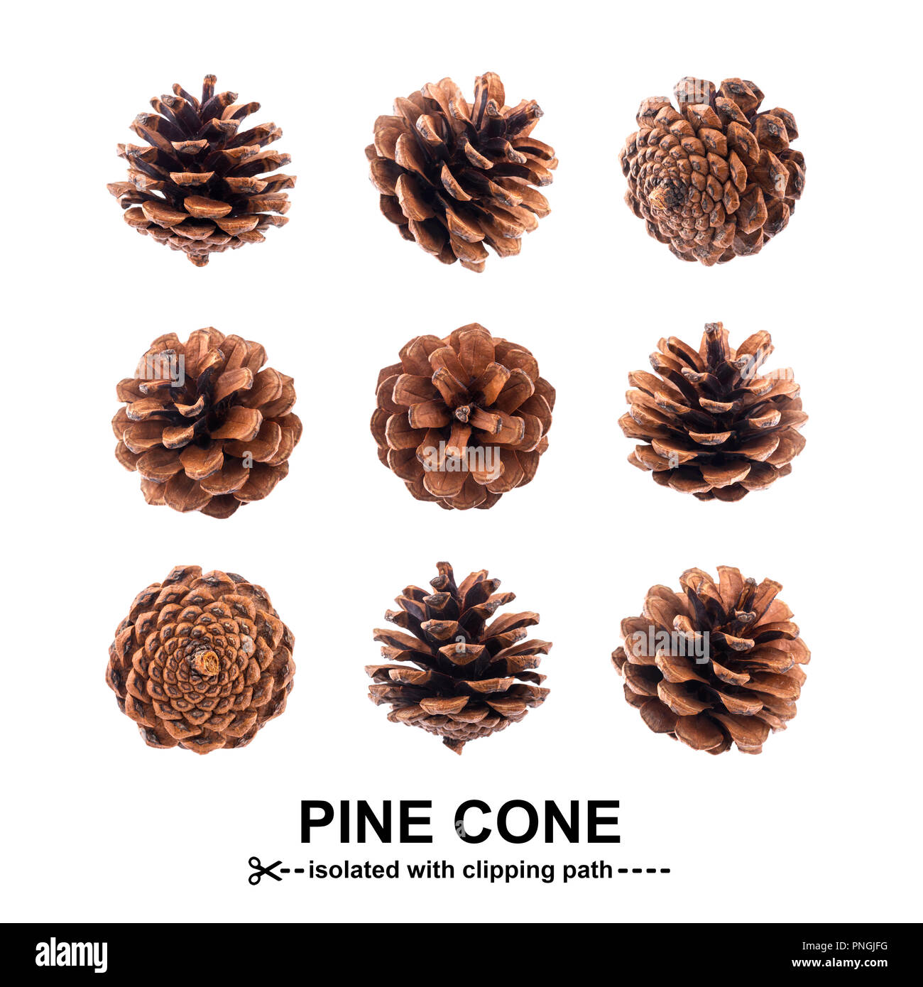 Pinecones. Fir cones isolated on white background with clipping path ...