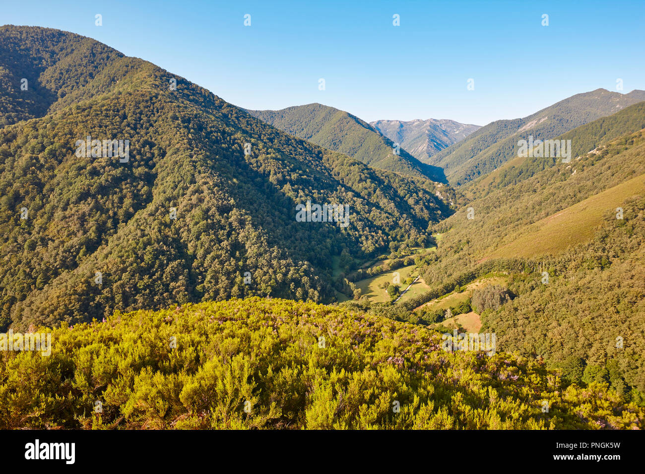 Oak tree forest landscape in Asturias. Muniellos viewpoint. Spain Stock ...