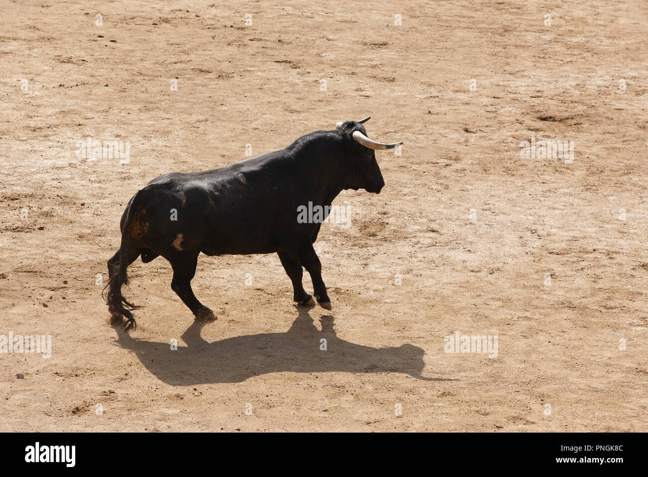 Fighting bull in the arena. Bullring. Toro bravo. Spain. Horizontal ...
