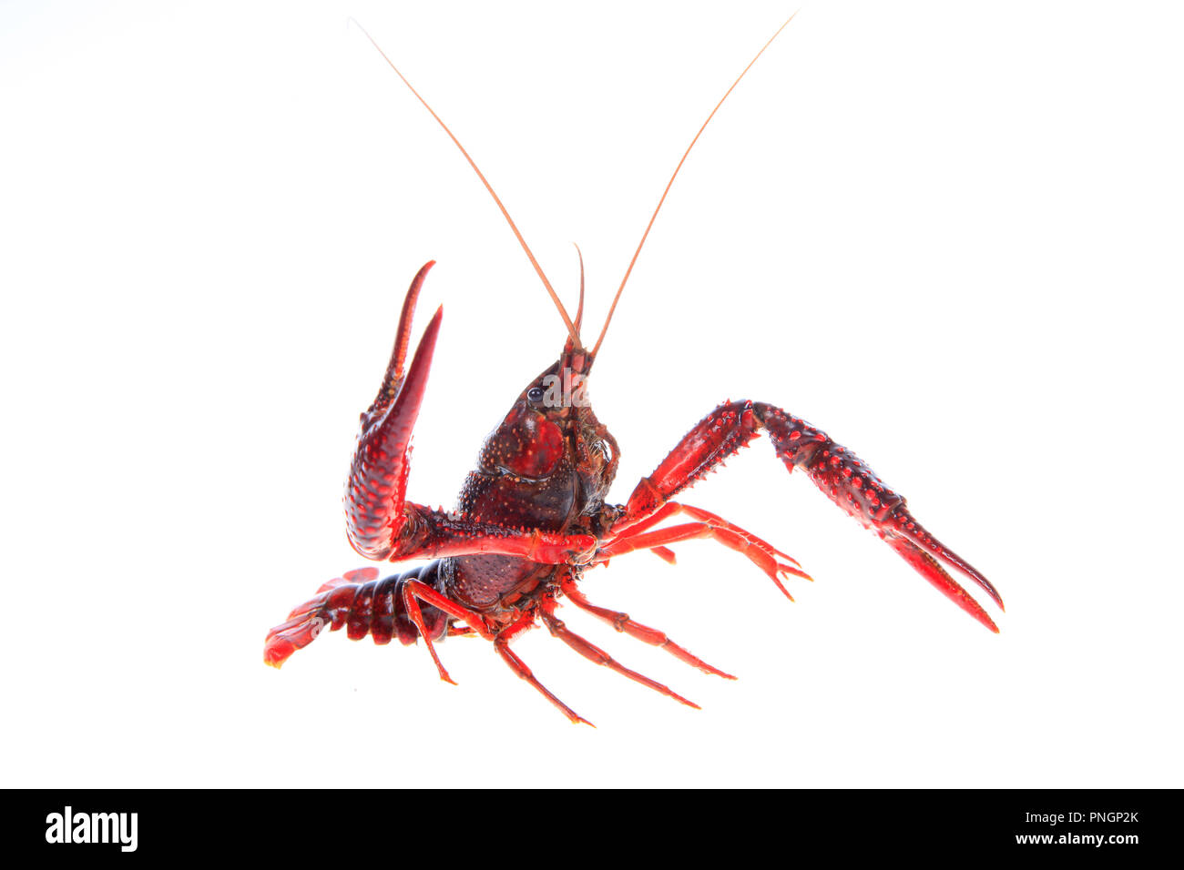 Crawfish, white background, close-up Stock Photo - Alamy