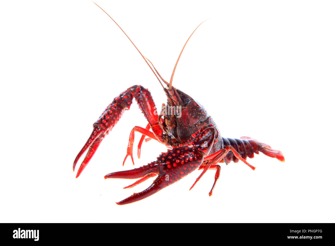 Crawfish, white background, close-up Stock Photo - Alamy