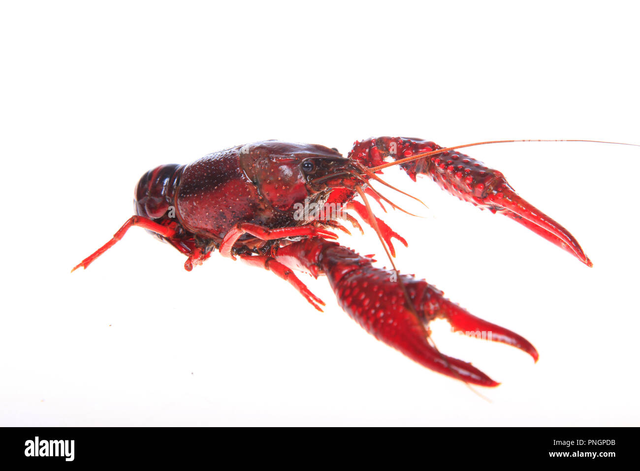 Crawfish, white background, close-up Stock Photo - Alamy