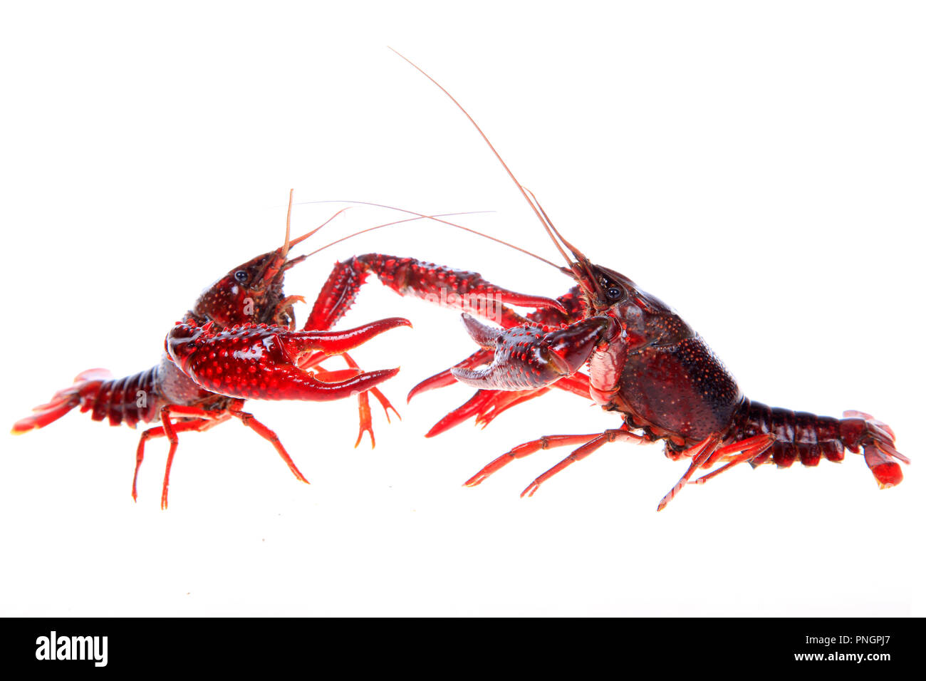 Crawfish, white background, close-up Stock Photo - Alamy