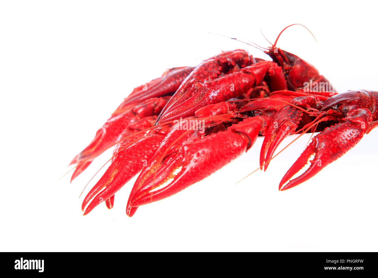 Crawfish, white background, close-up Stock Photo - Alamy